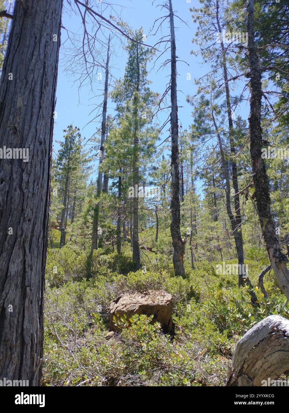huckleberry oak (Quercus vacciniifolia Stock Photo - Alamy