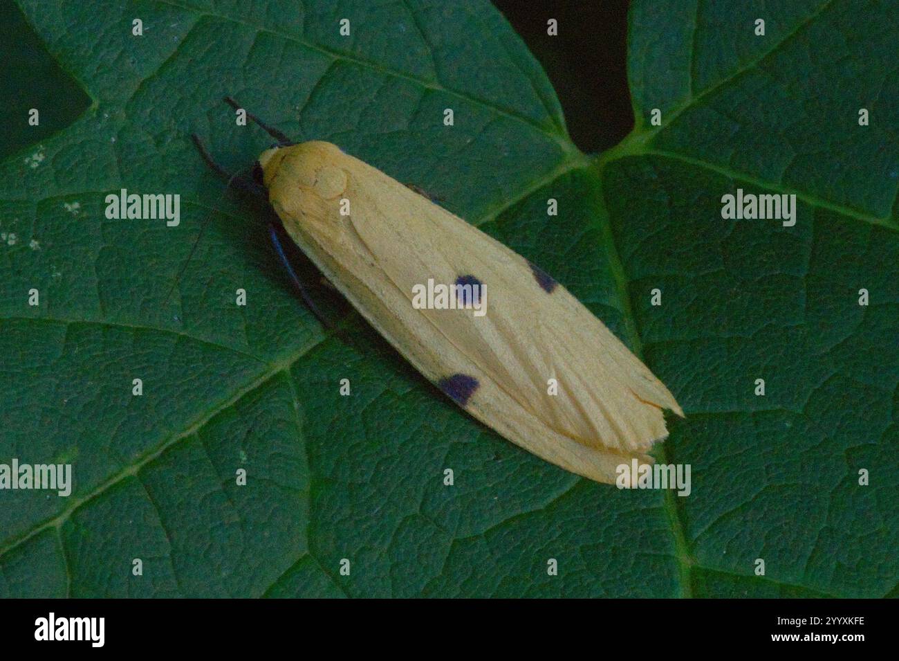 Four-spotted Footman (Lithosia quadra Stock Photo - Alamy