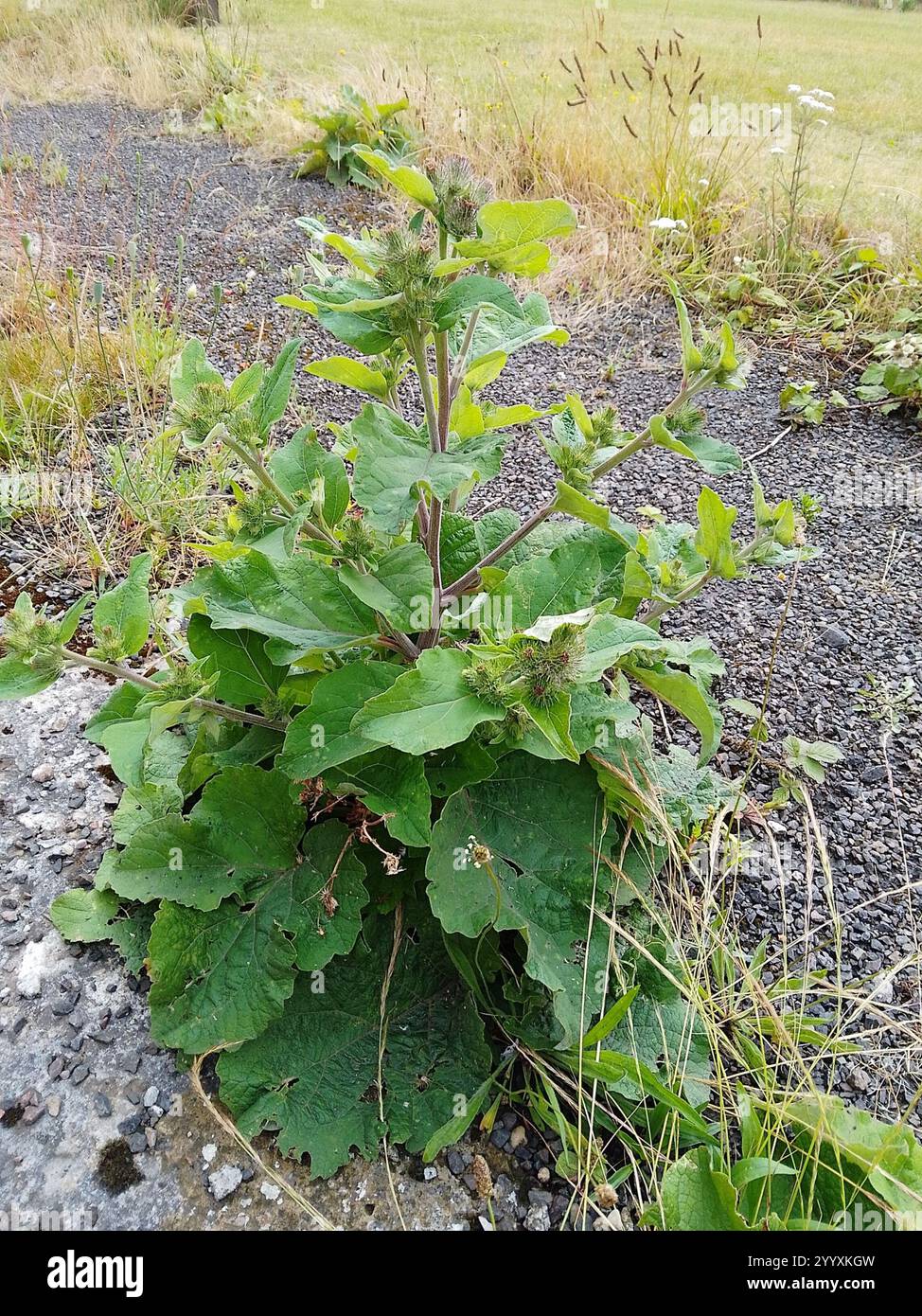 lesser burdock (Arctium minus Stock Photo - Alamy