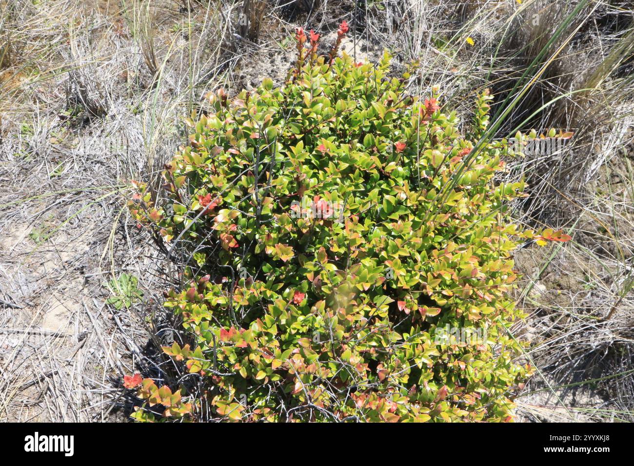 Evergreen Huckleberry (Vaccinium ovatum Stock Photo - Alamy