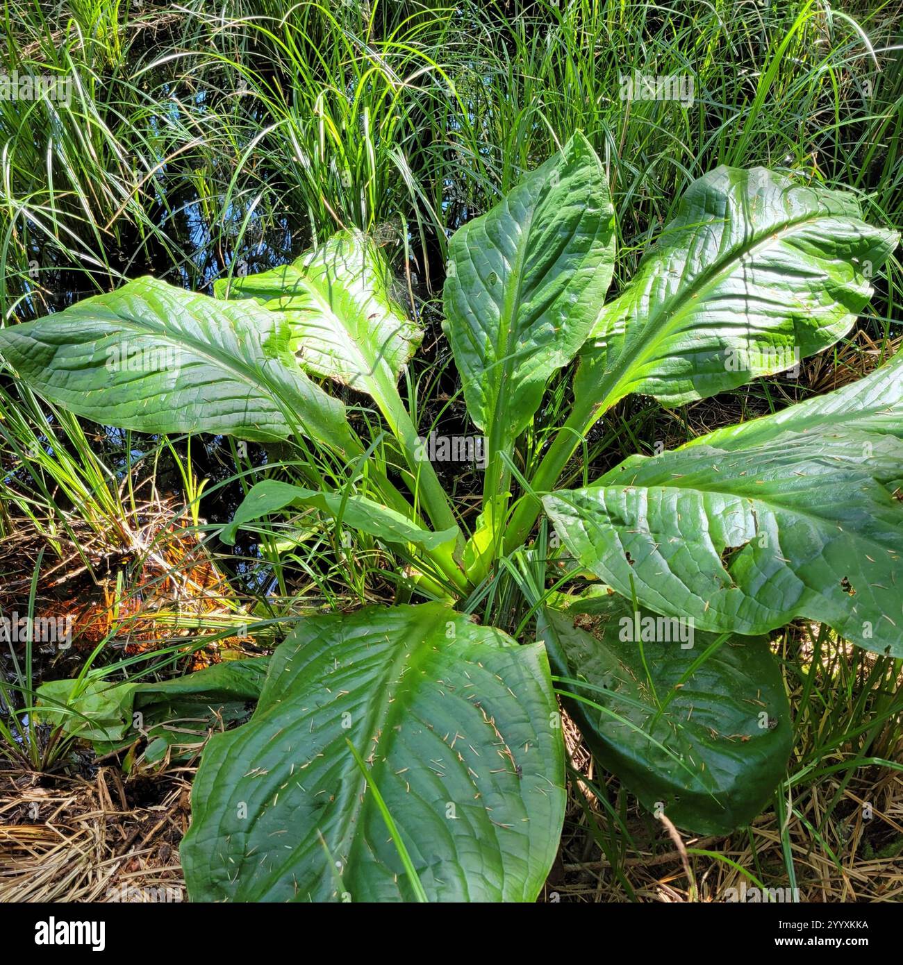 western skunk cabbage (Lysichiton americanus Stock Photo - Alamy