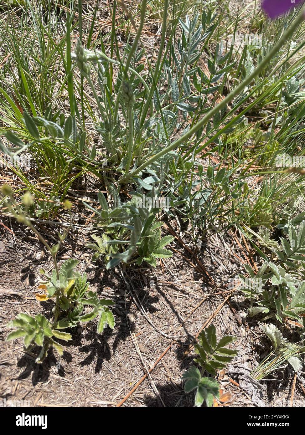Lambert's Locoweed (Oxytropis lambertii Stock Photo - Alamy