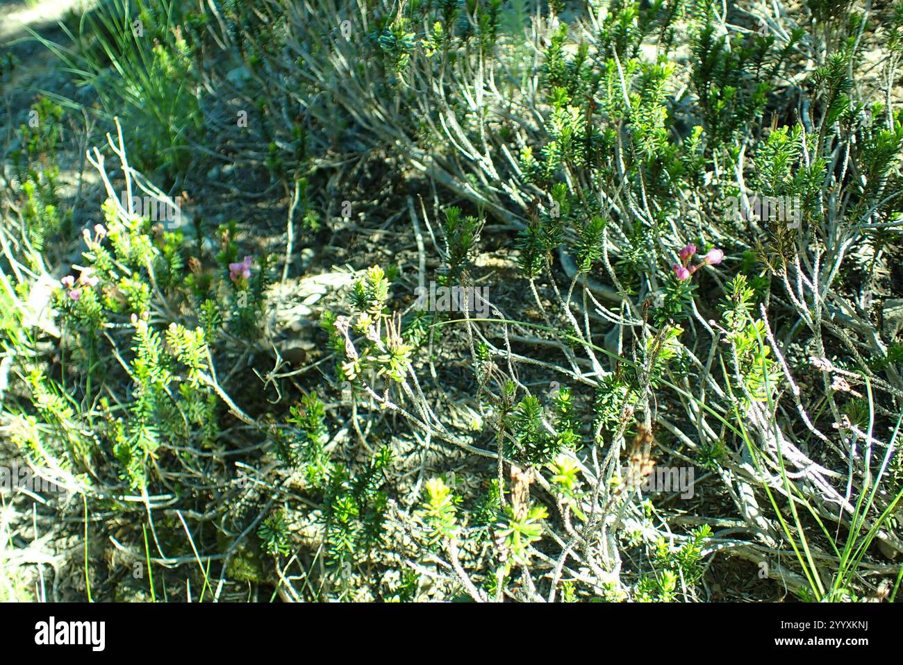 pink mountainheath (Phyllodoce empetriformis Stock Photo - Alamy