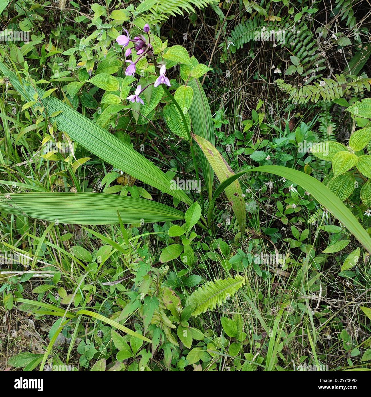 Philippine Ground Orchid (Spathoglottis plicata Stock Photo - Alamy