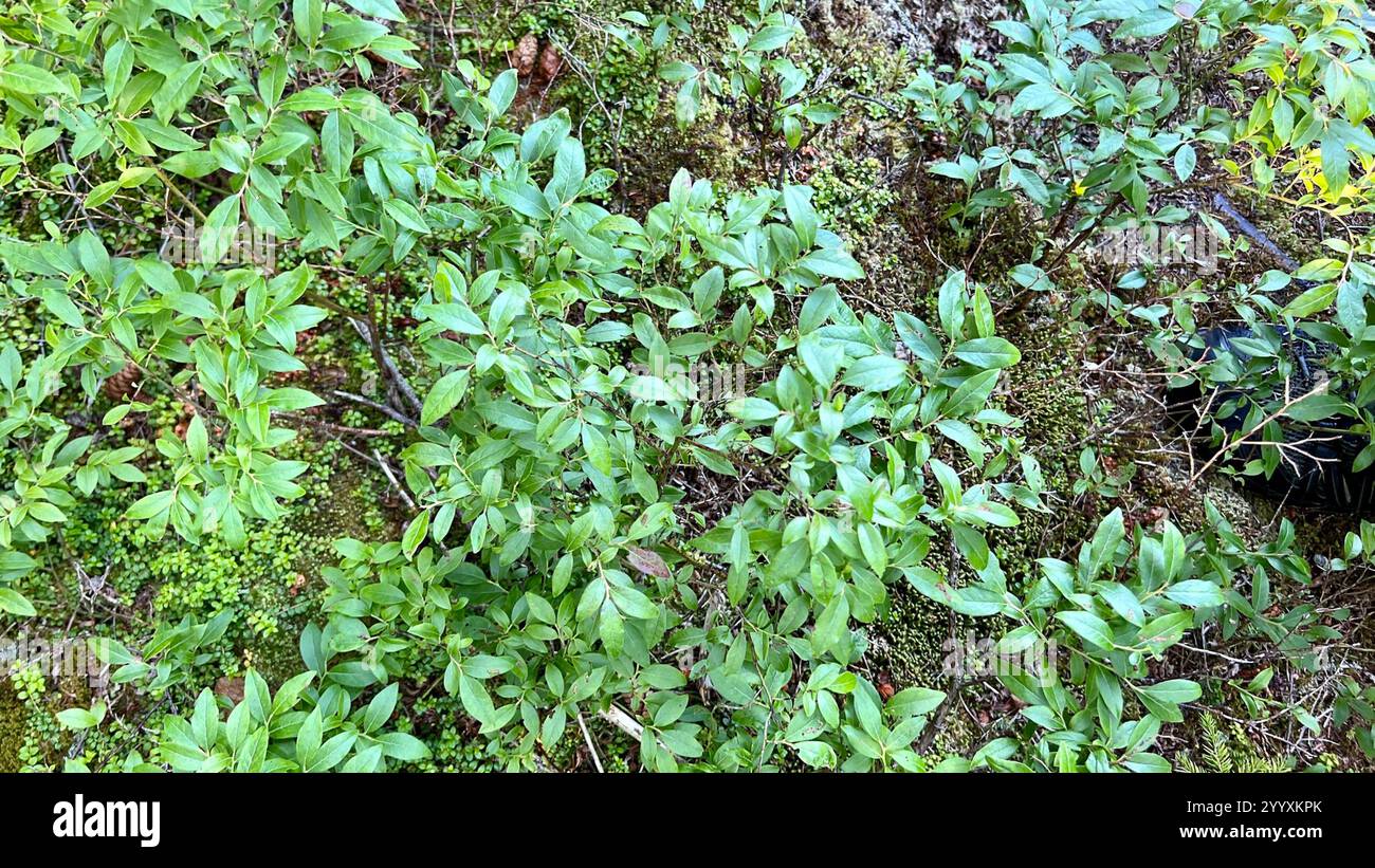 lowbush blueberry (Vaccinium angustifolium Stock Photo - Alamy