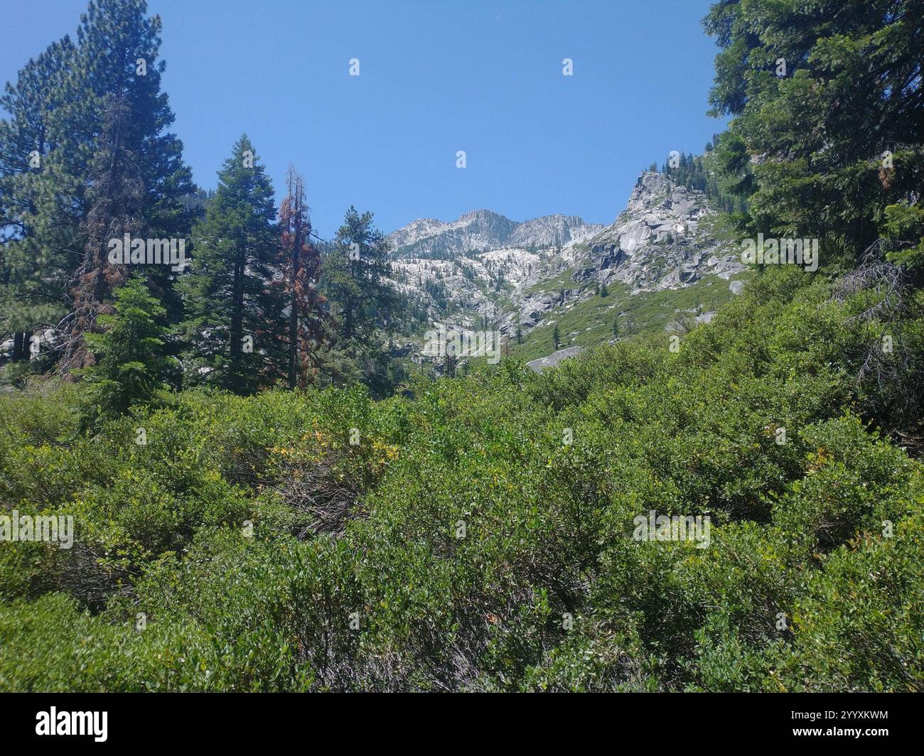 huckleberry oak (Quercus vacciniifolia Stock Photo - Alamy