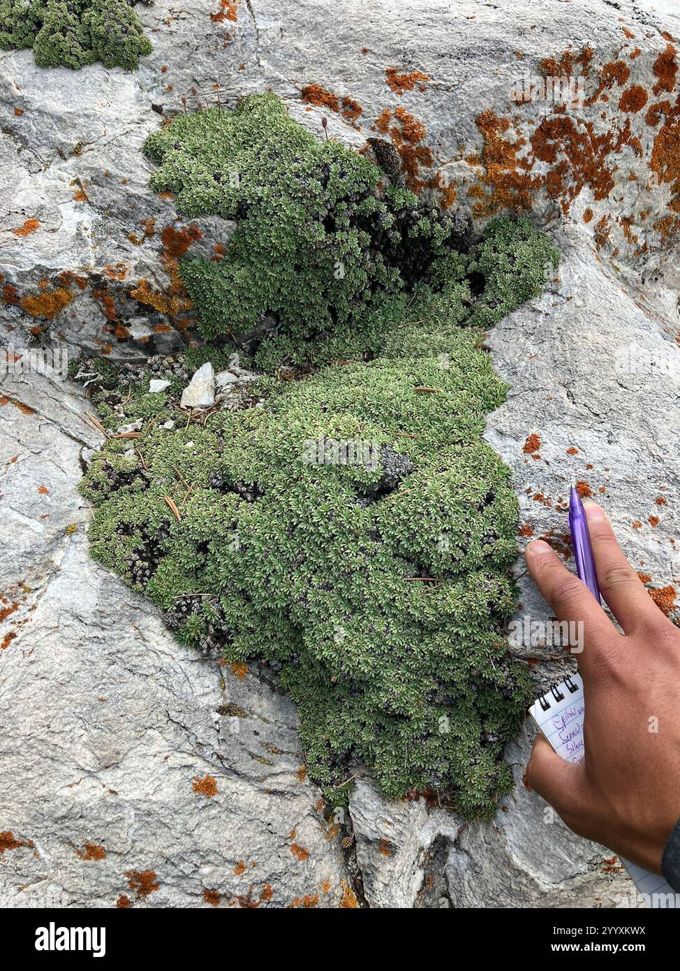 rock spiraea (Petrophytum caespitosum caespitosum Stock Photo - Alamy