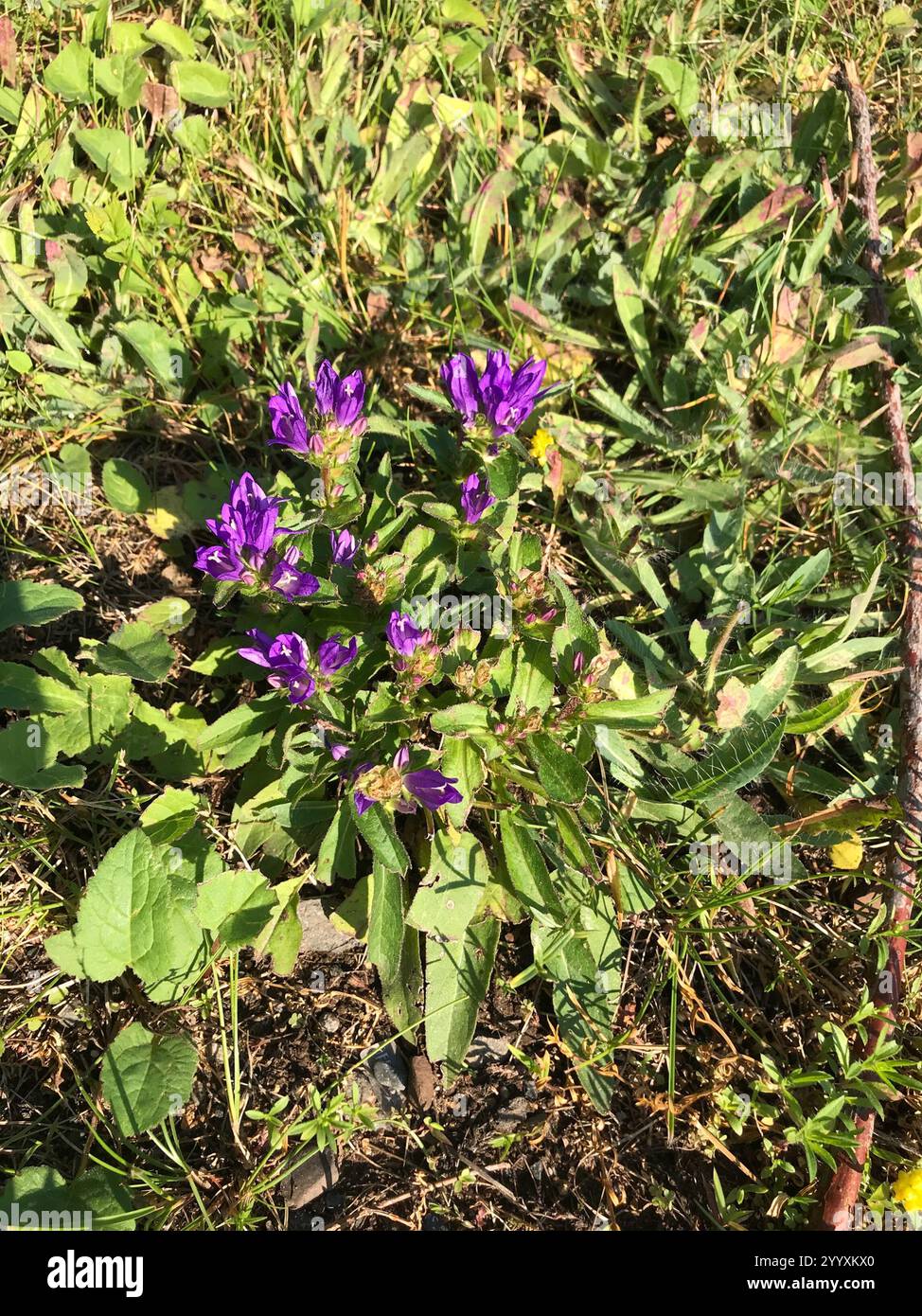 clustered bellflower (Campanula glomerata Stock Photo - Alamy