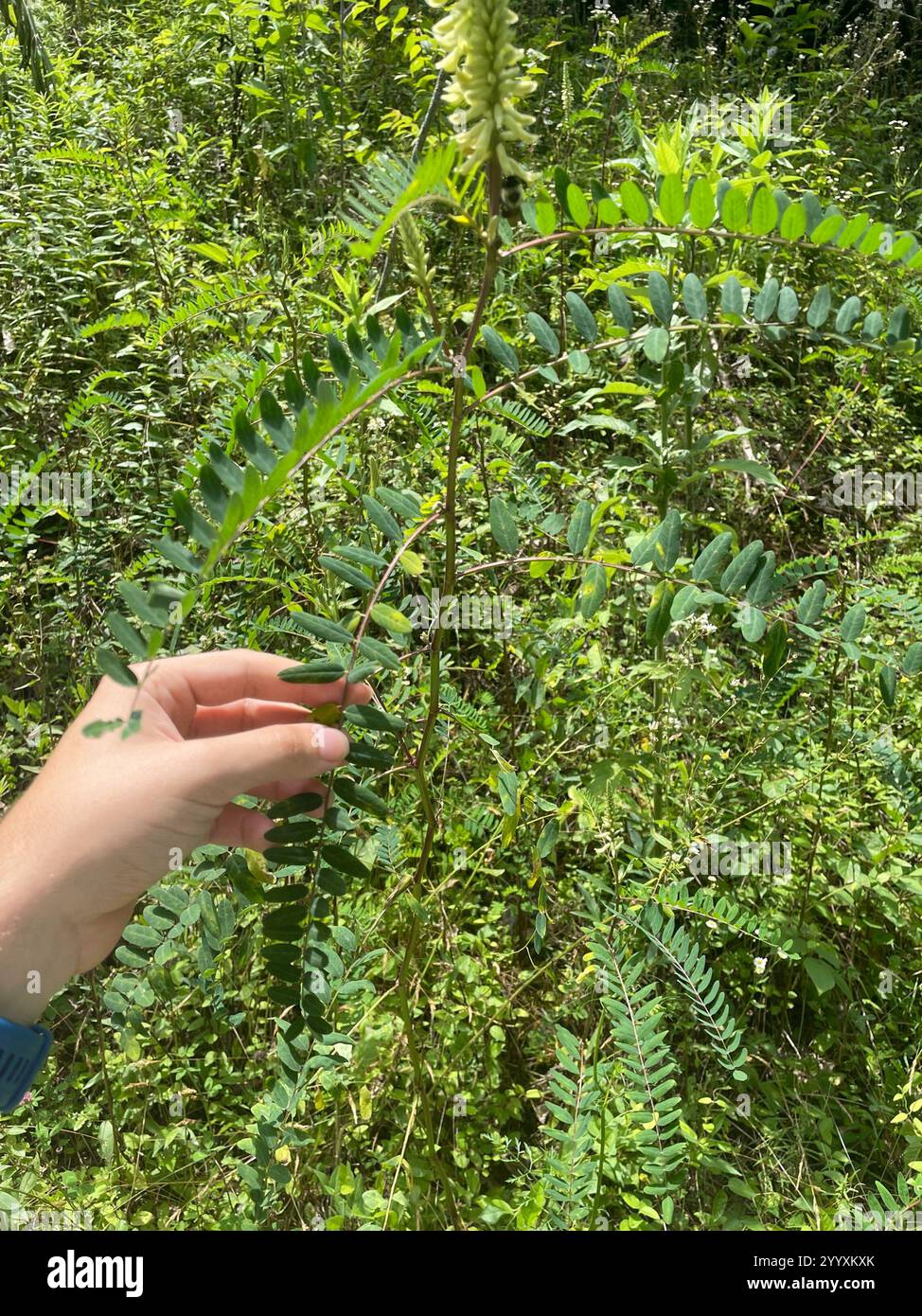 Canadian milkvetch (Astragalus canadensis Stock Photo - Alamy