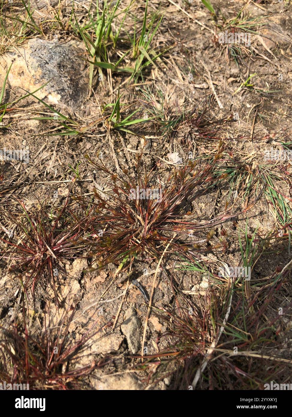 Toad rush (Juncus bufonius Stock Photo - Alamy