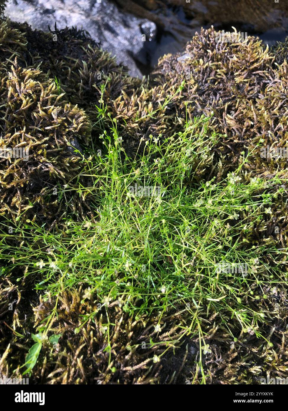 Procumbent Pearlwort (Sagina procumbens Stock Photo - Alamy