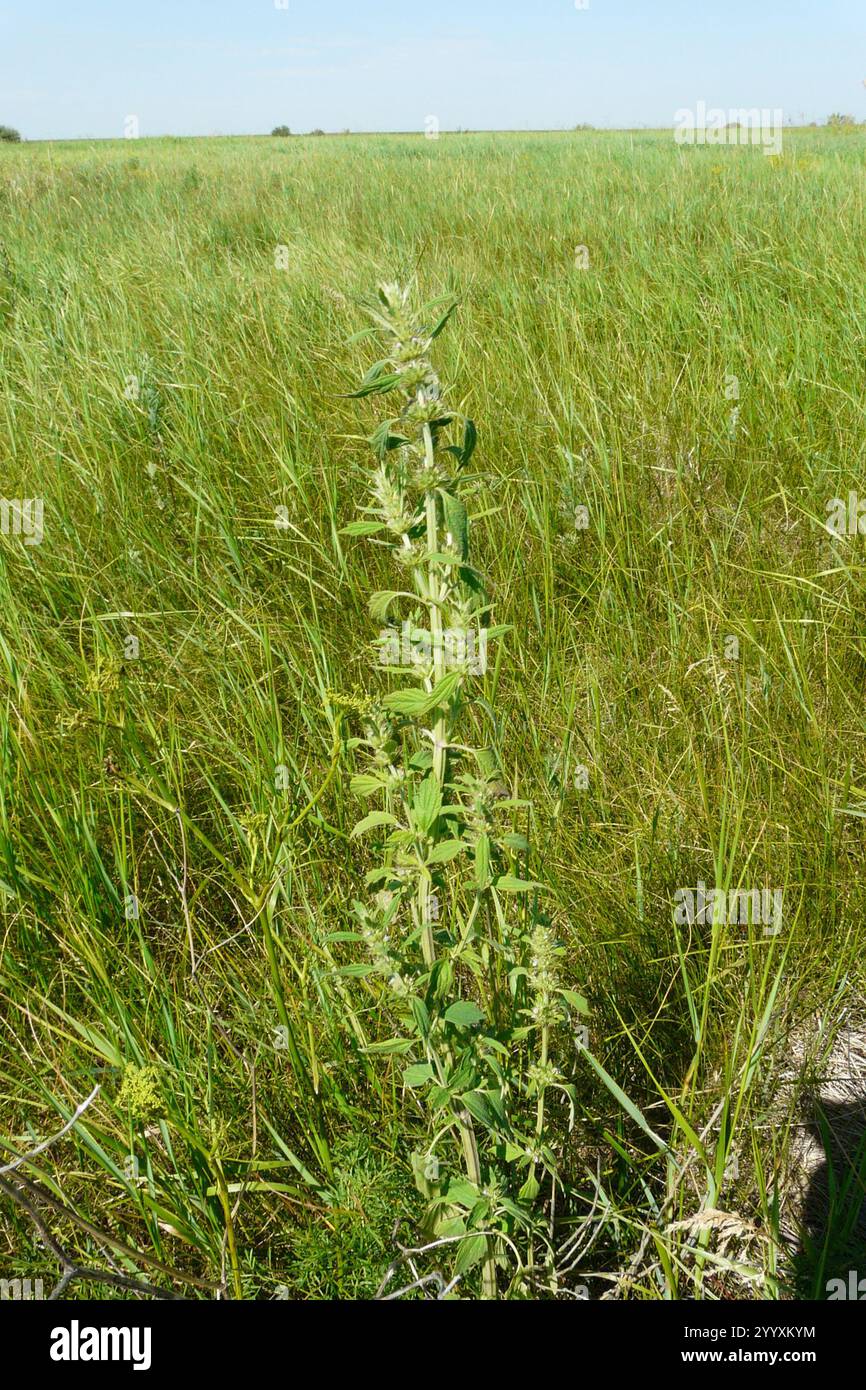 False Motherwort (Chaiturus marrubiastrum Stock Photo - Alamy