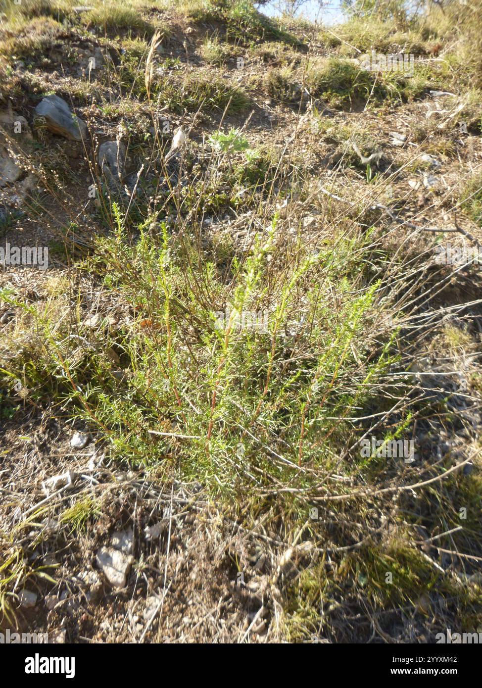 Field Sagewort (Artemisia campestris Stock Photo - Alamy