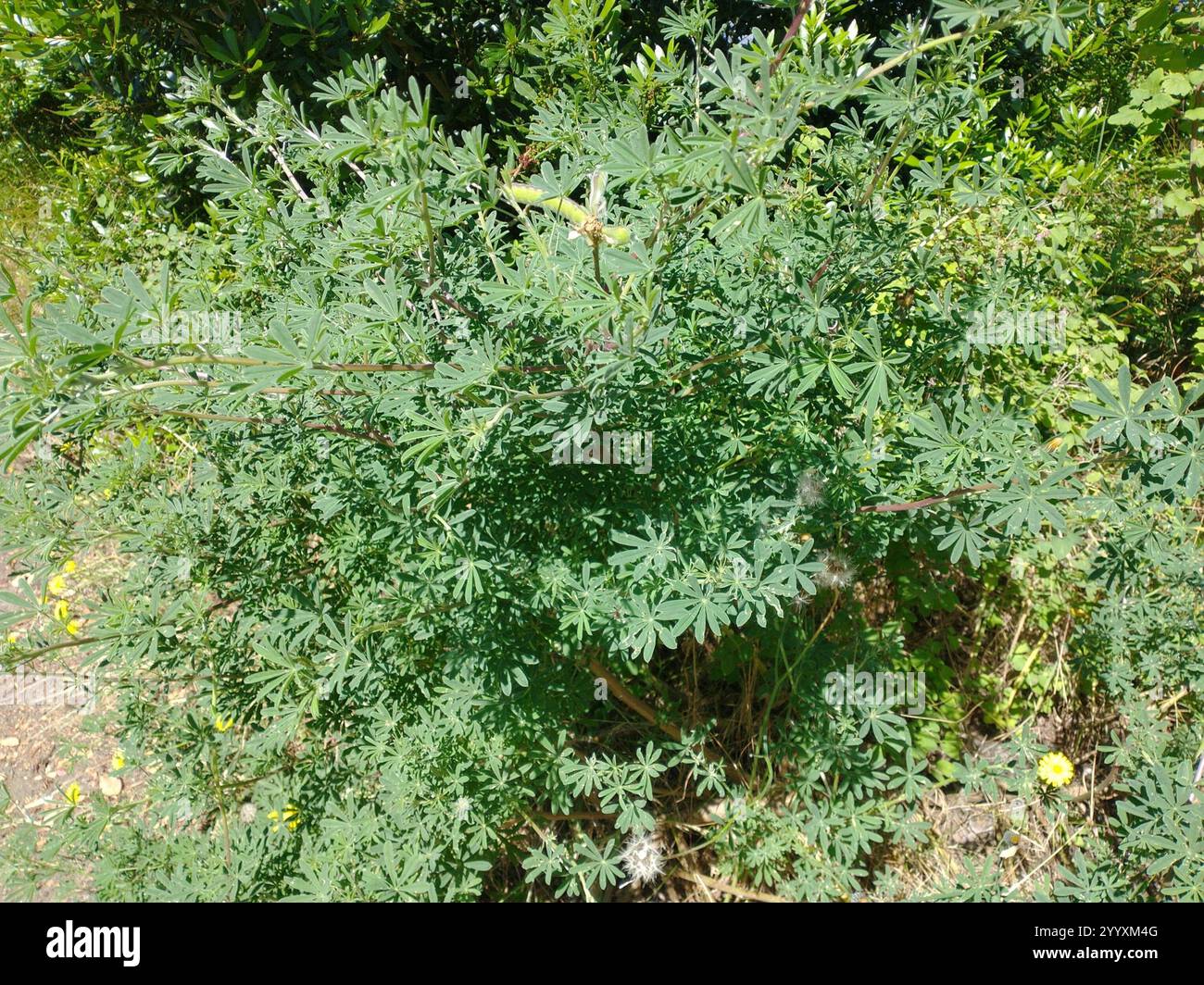 coastal bush lupine (Lupinus arboreus Stock Photo - Alamy