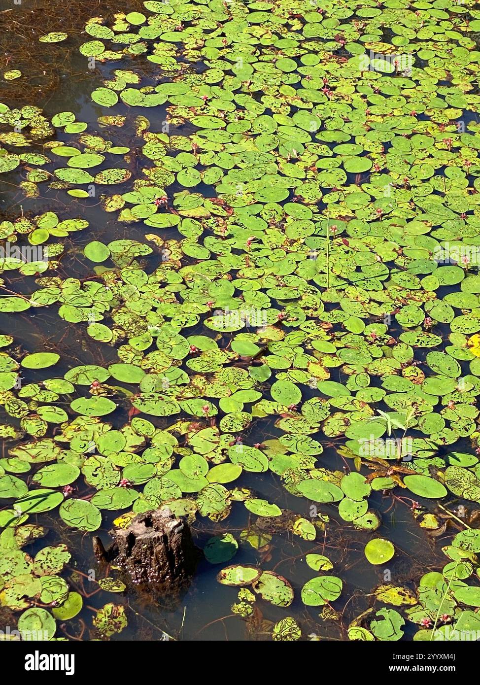 Watershield (Brasenia schreberi Stock Photo - Alamy