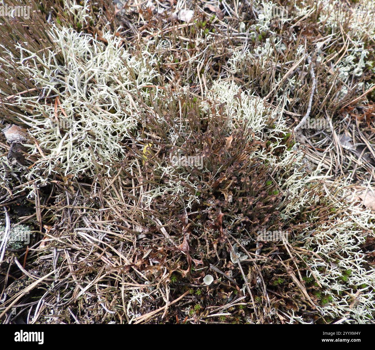Smooth Pixie Lichen (Cladonia gracilis gracilis Stock Photo - Alamy