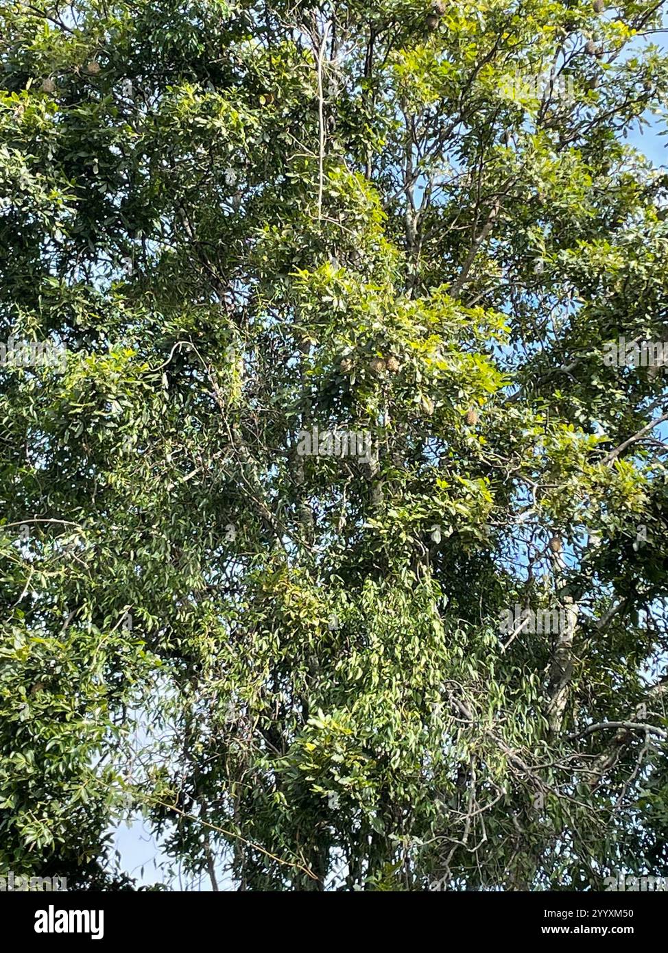 Flindersia hi-res stock photography and images - Alamy