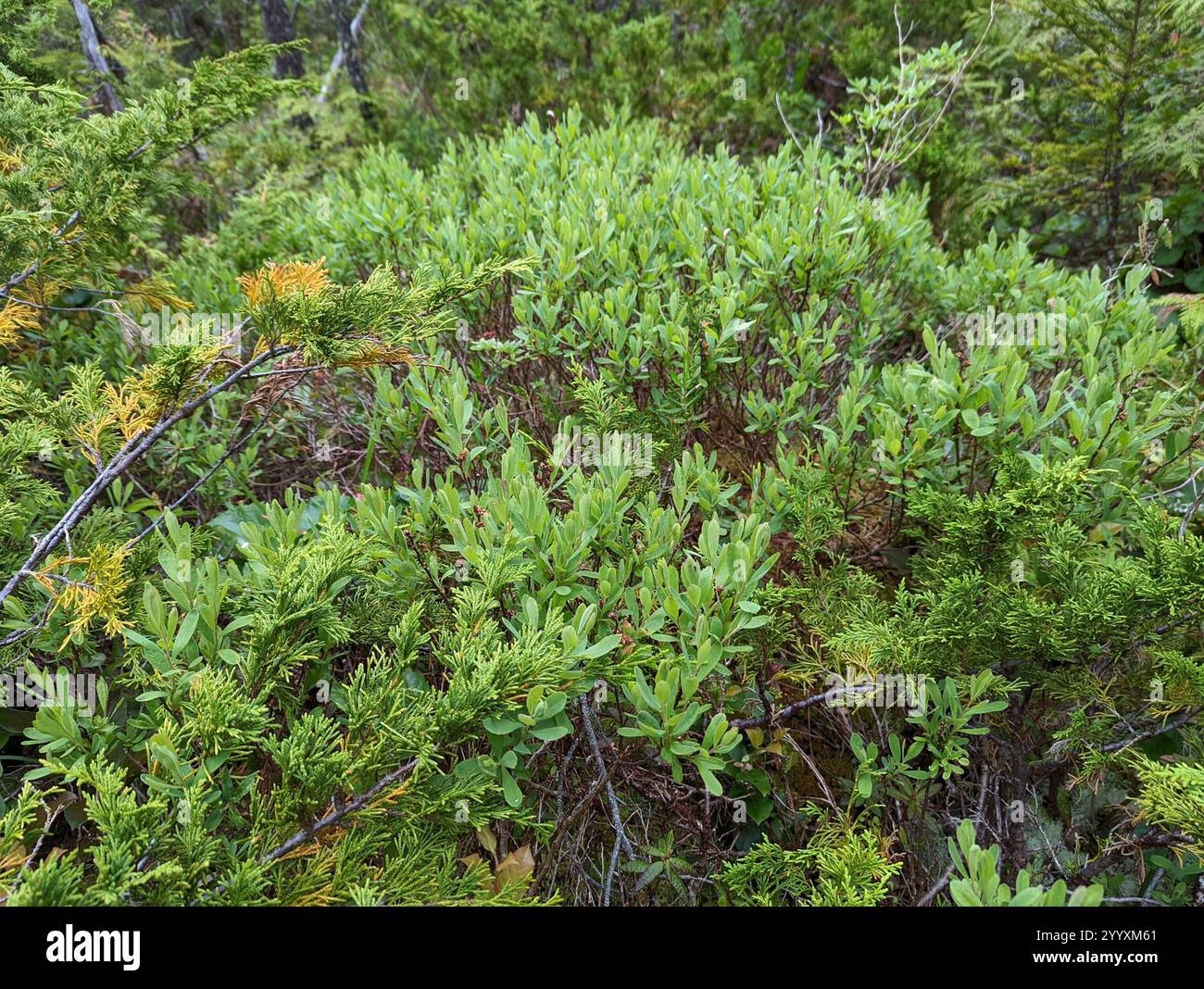 bog myrtle (Myrica gale Stock Photo - Alamy
