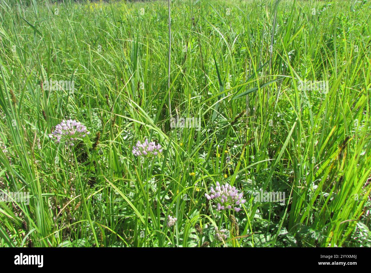 Mouse Garlic (Allium angulosum Stock Photo - Alamy