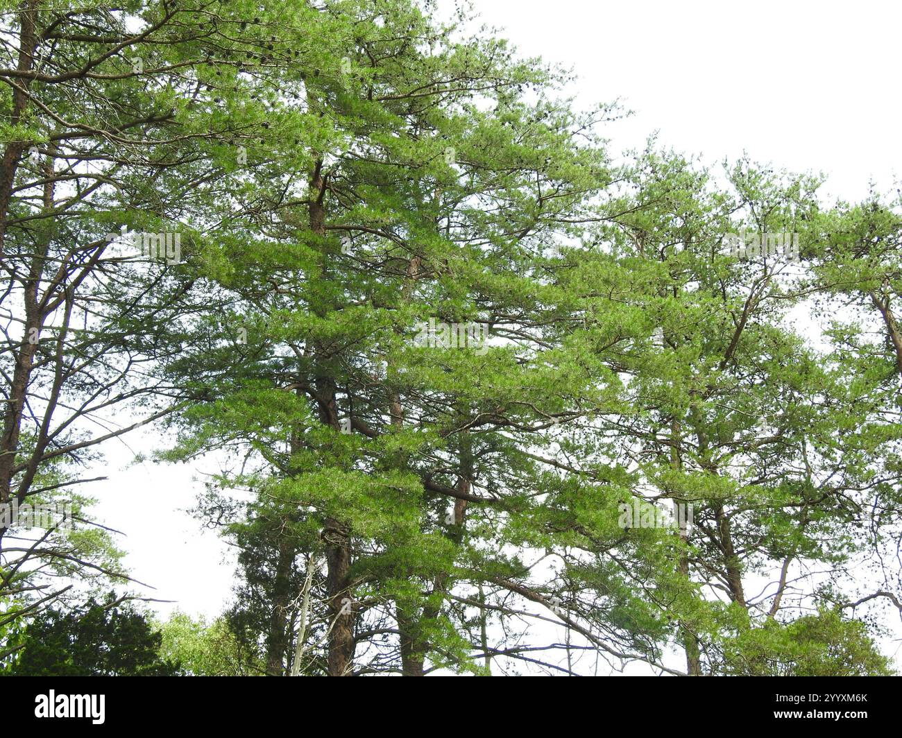 Virginia pine (Pinus virginiana Stock Photo - Alamy