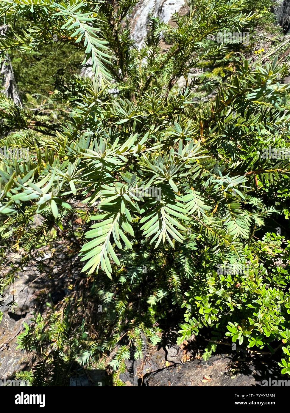 Pacific yew (Taxus brevifolia Stock Photo - Alamy