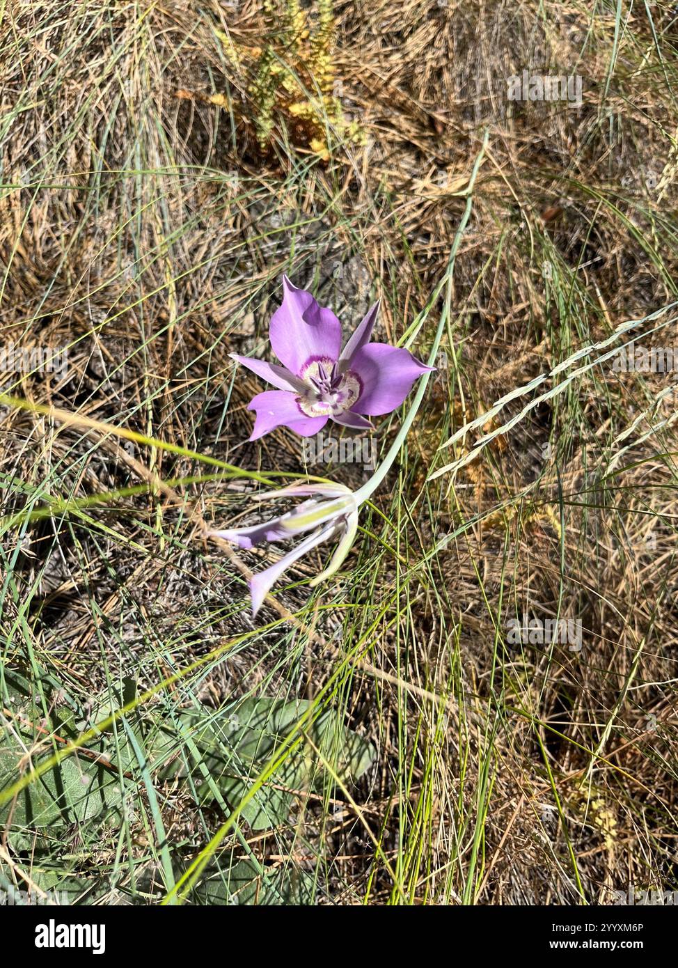 Sagebrush Mariposa Lily (Calochortus macrocarpus Stock Photo - Alamy