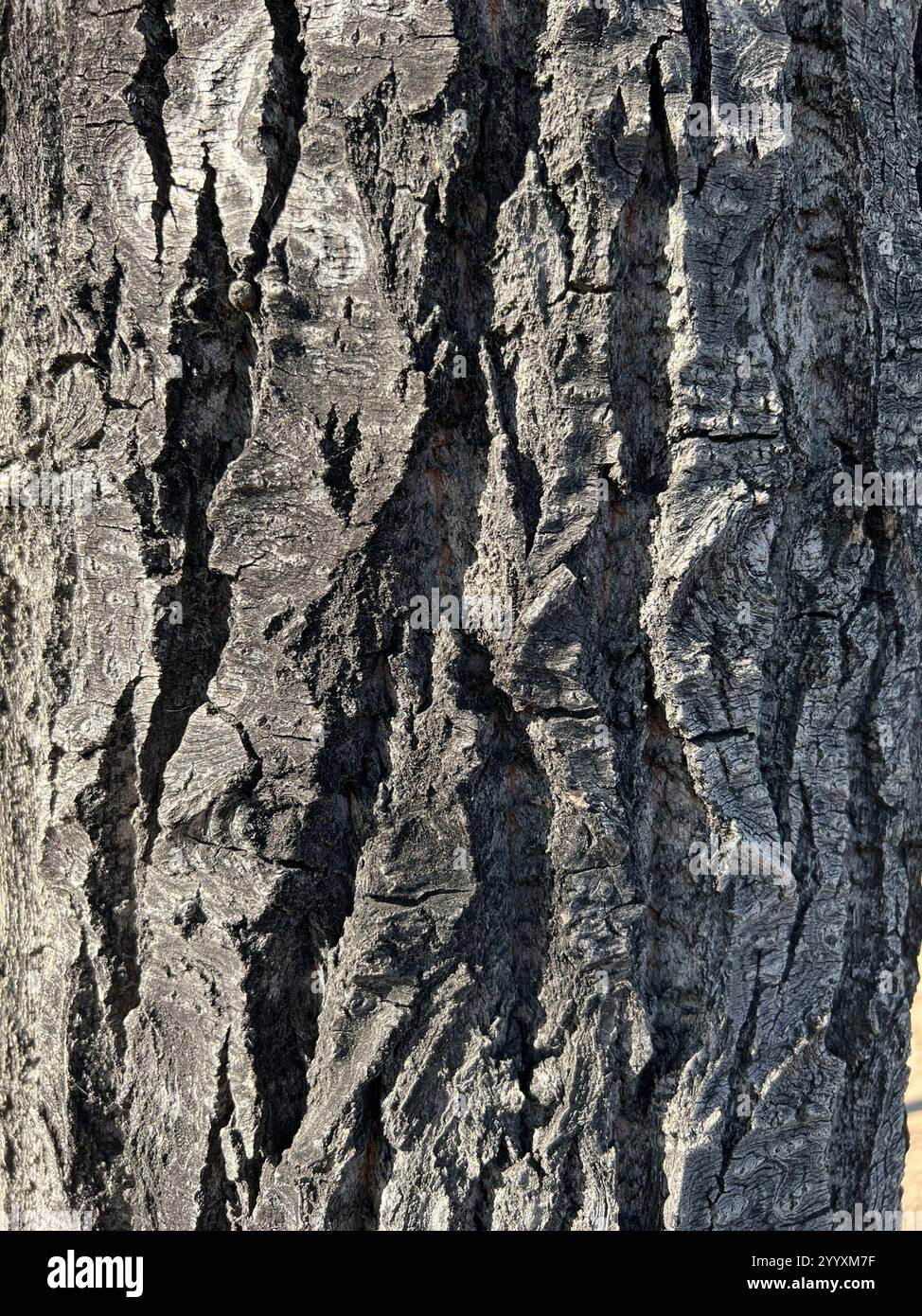 Narrowleaf Cottonwood (Populus angustifolia Stock Photo - Alamy