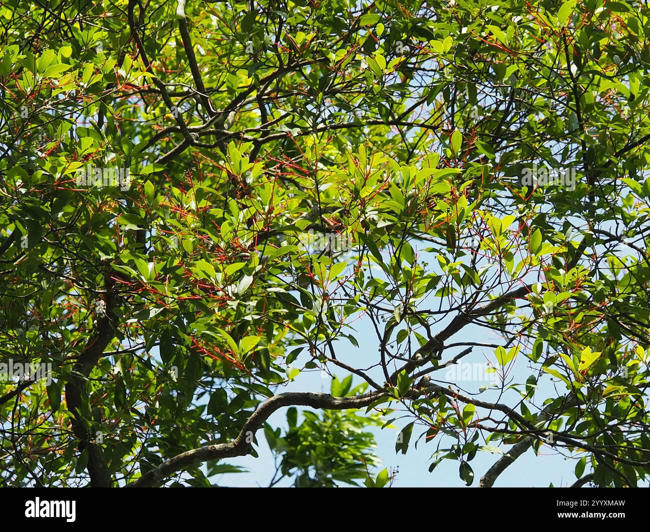 Machilus thunbergii hi-res stock photography and images - Alamy