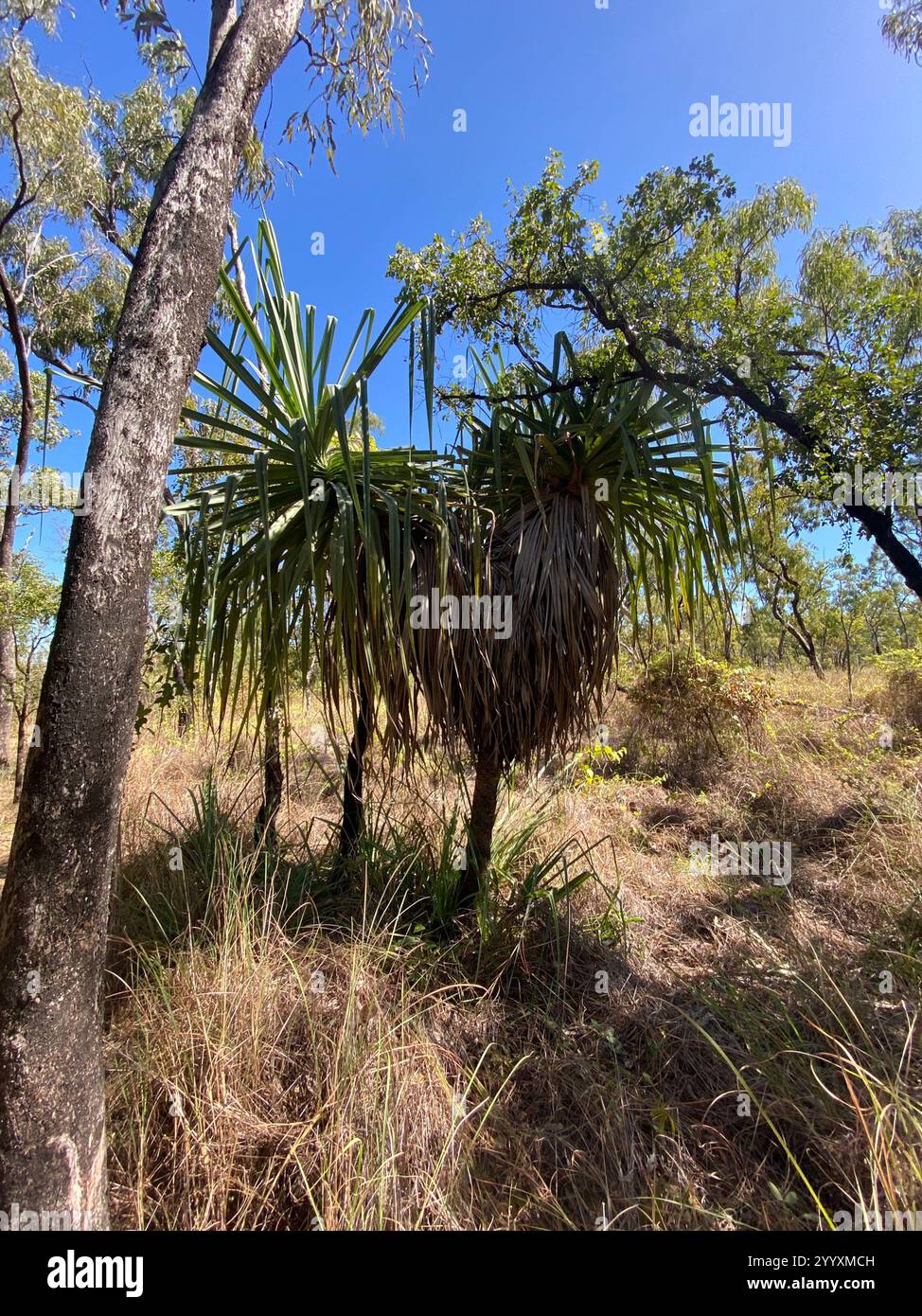 Screw Palm (Pandanus spiralis Stock Photo - Alamy