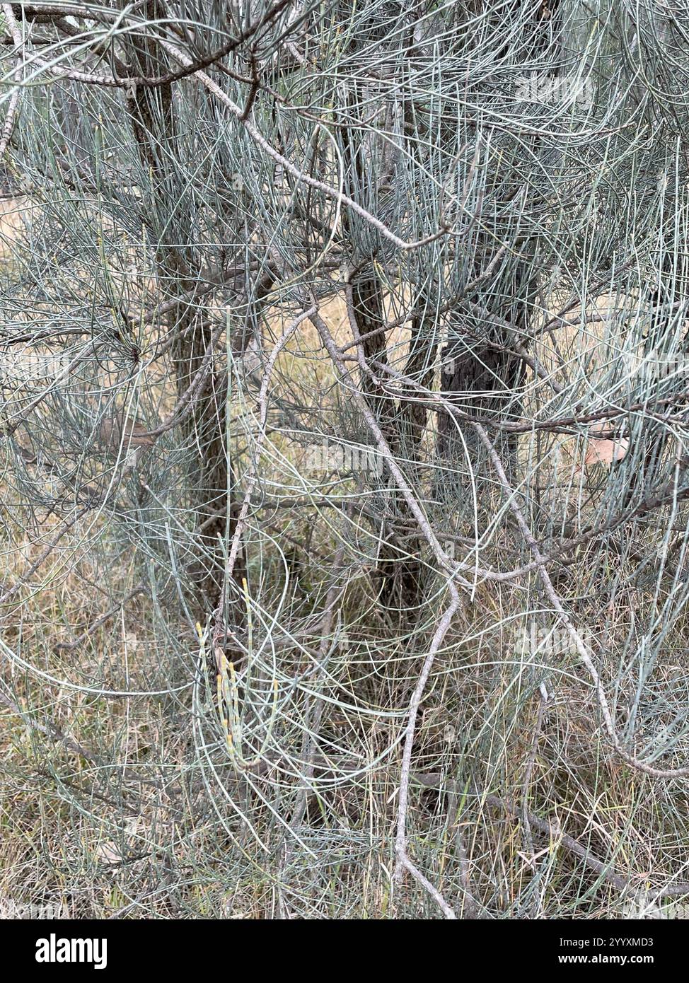 Buloke hi-res stock photography and images - Alamy