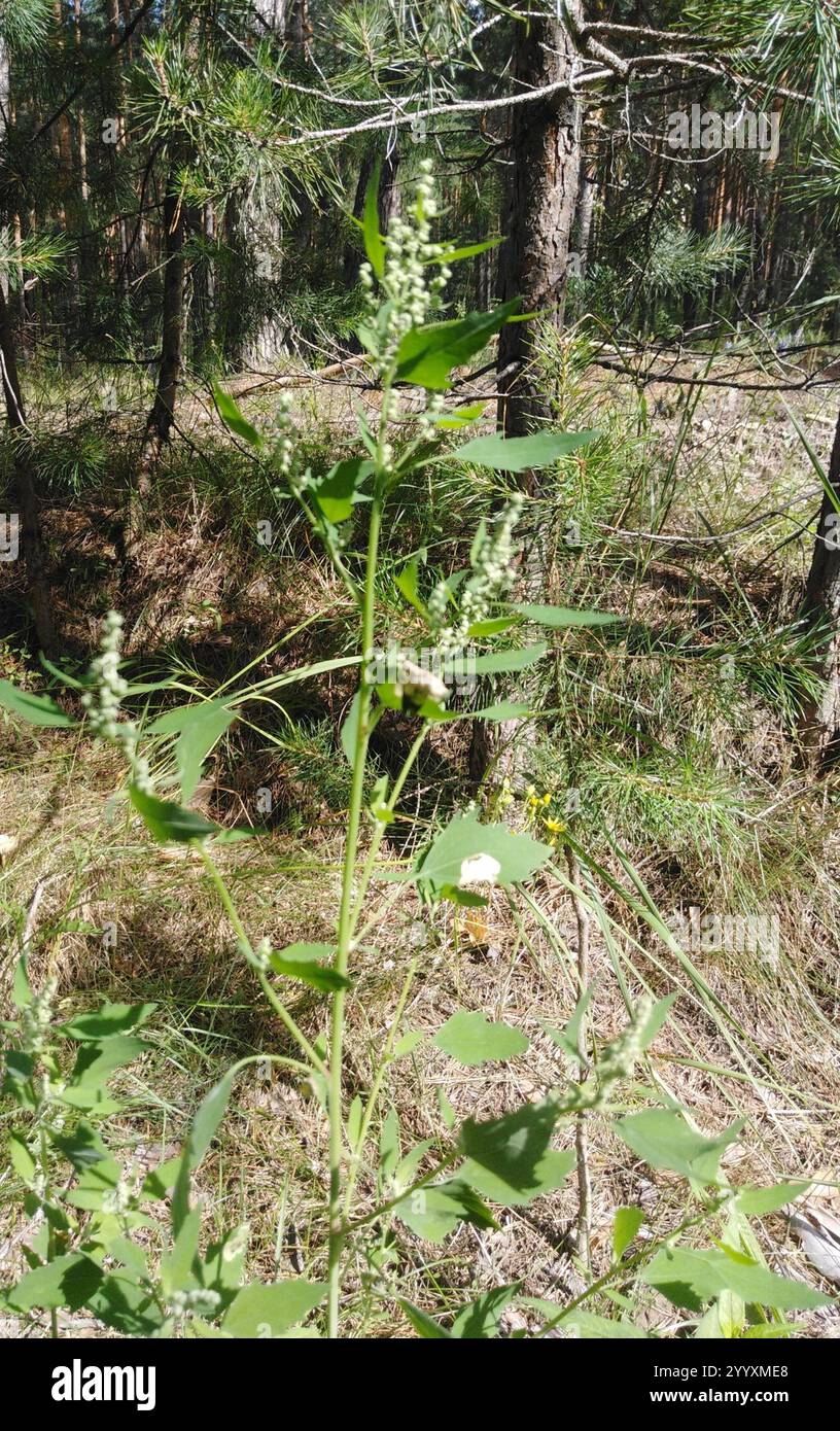 Common Lambsquarters (Chenopodium album Stock Photo - Alamy