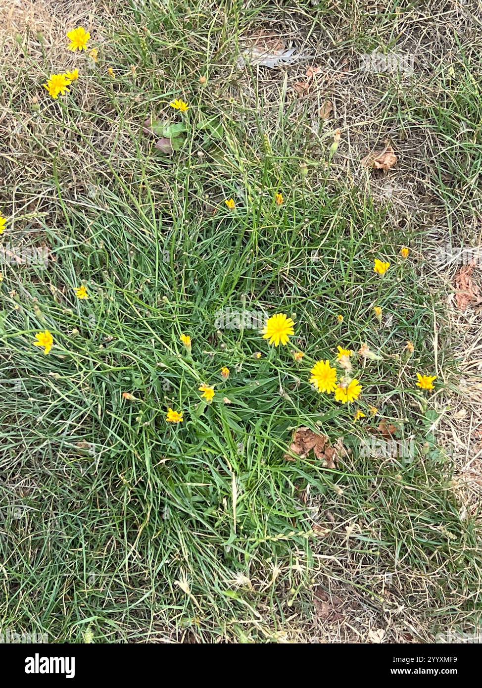 Autumn Hawkbit (Scorzoneroides autumnalis Stock Photo - Alamy