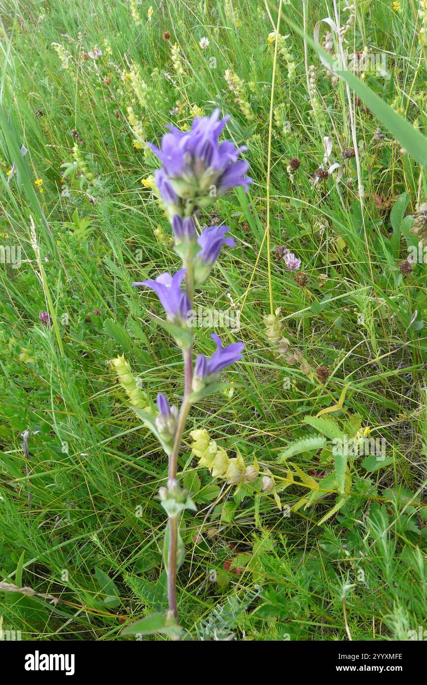 clustered bellflower (Campanula glomerata Stock Photo - Alamy