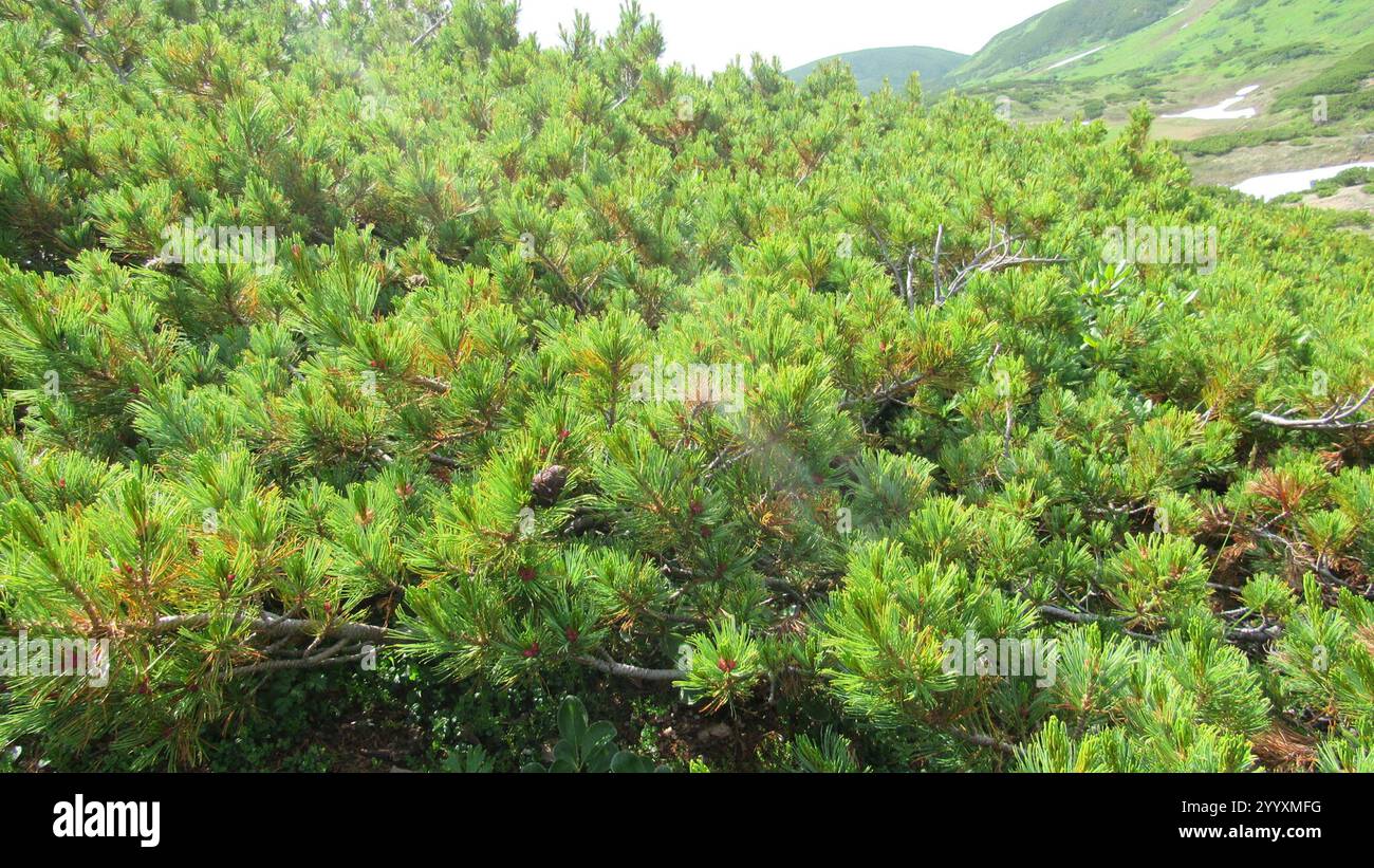 dwarf Siberian pine (Pinus pumila Stock Photo - Alamy