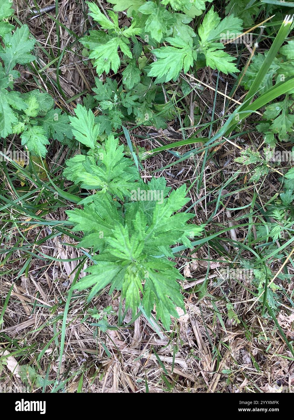 common mugwort (Artemisia vulgaris Stock Photo - Alamy