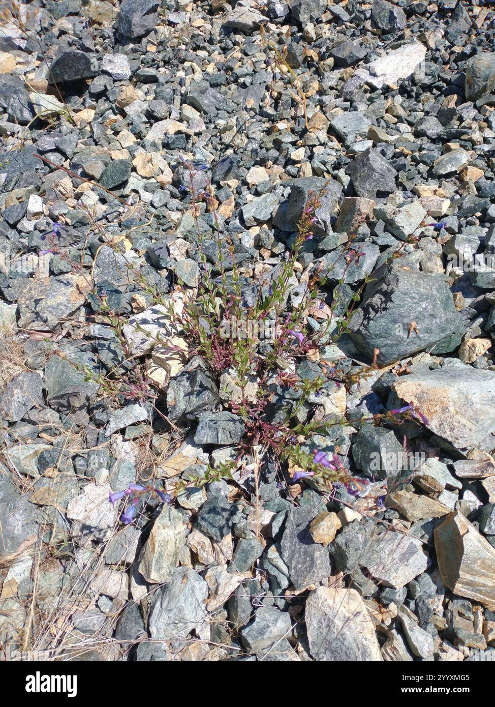 Short Stalk Penstemon (Penstemon parvulus Stock Photo - Alamy