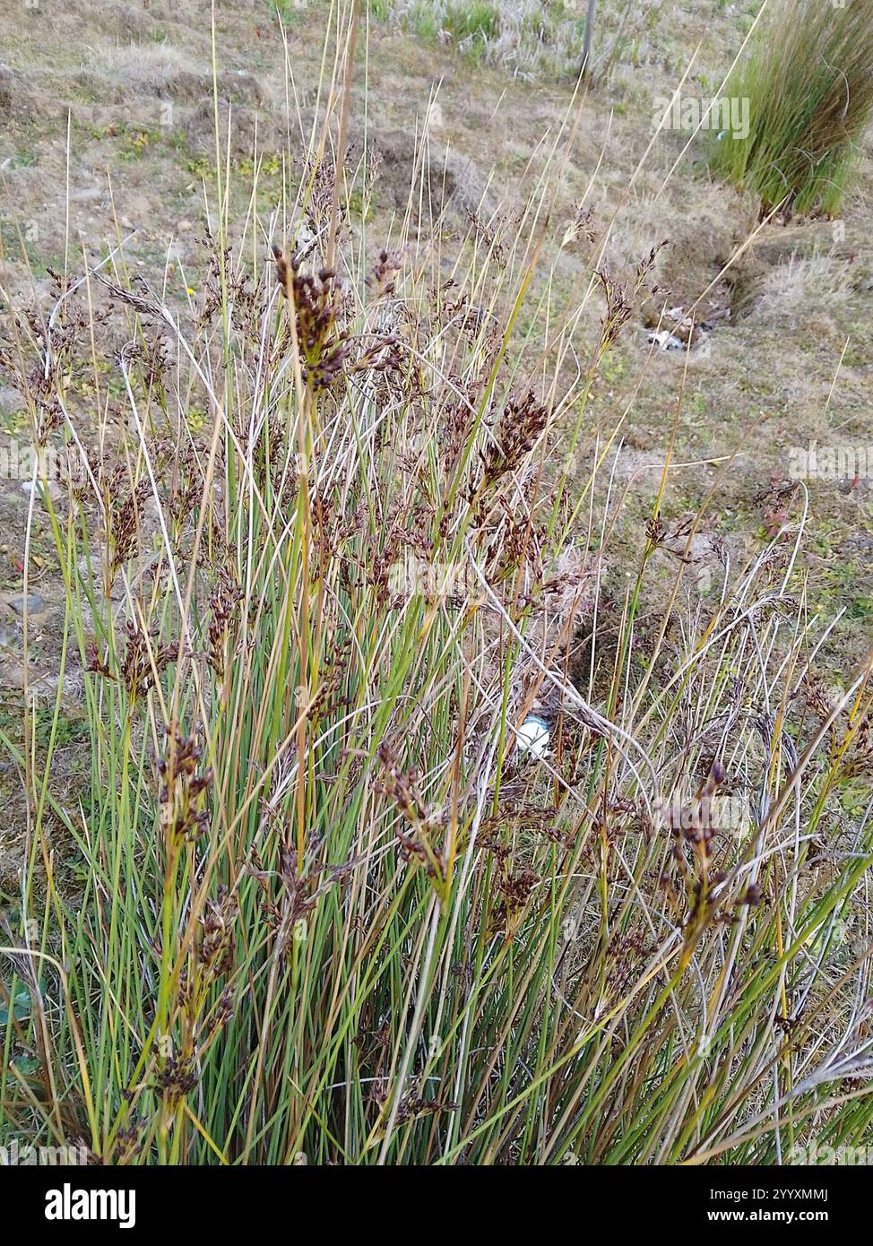 Hard Rush (Juncus inflexus Stock Photo - Alamy