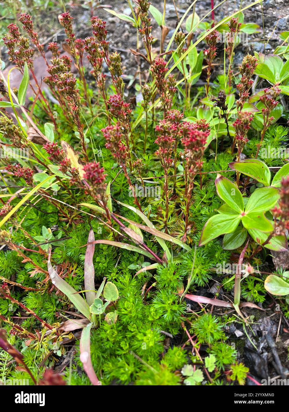 Partridgefoot (Luetkea pectinata Stock Photo - Alamy