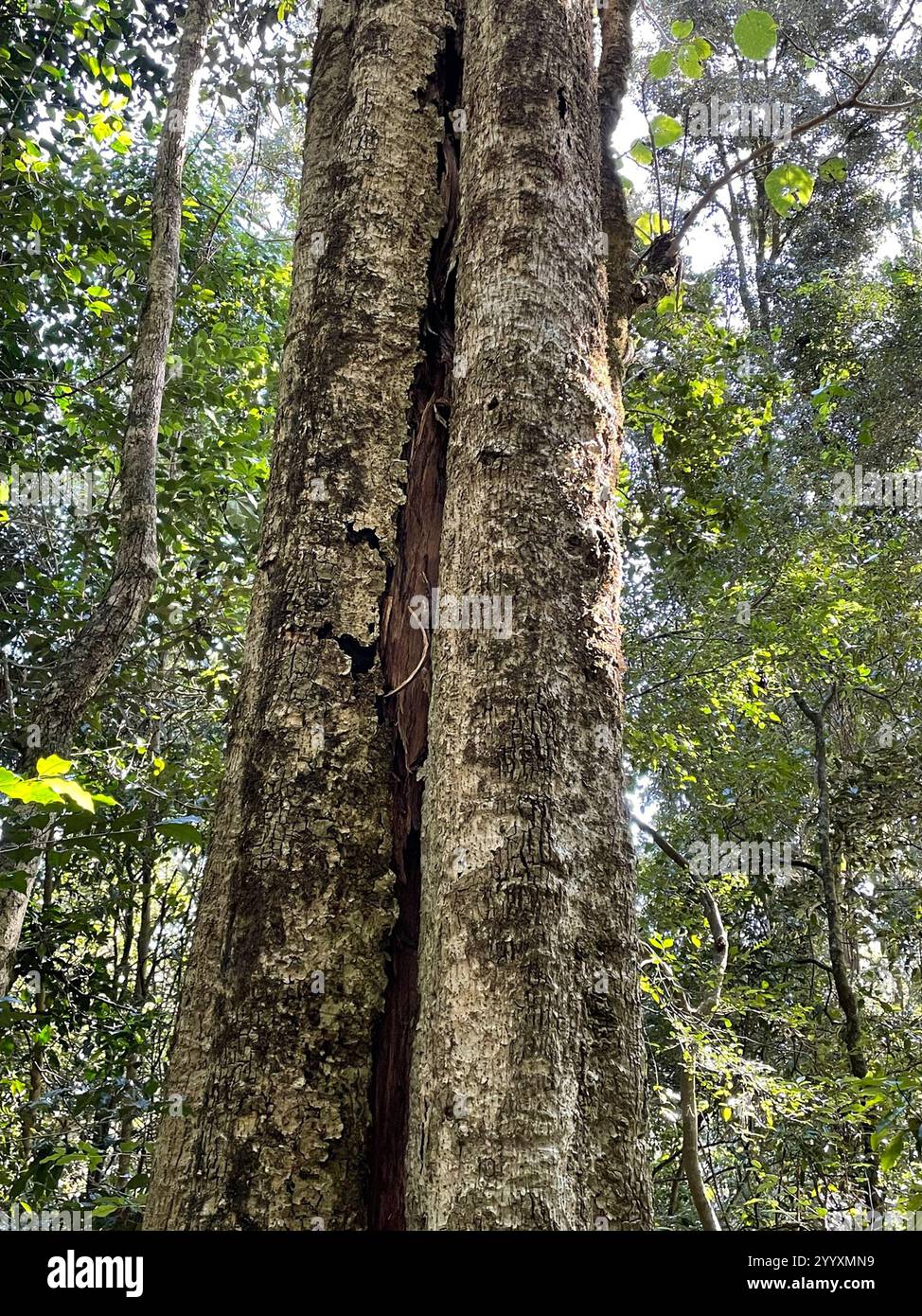 Giant Stinging Tree (Dendrocnide excelsa Stock Photo - Alamy