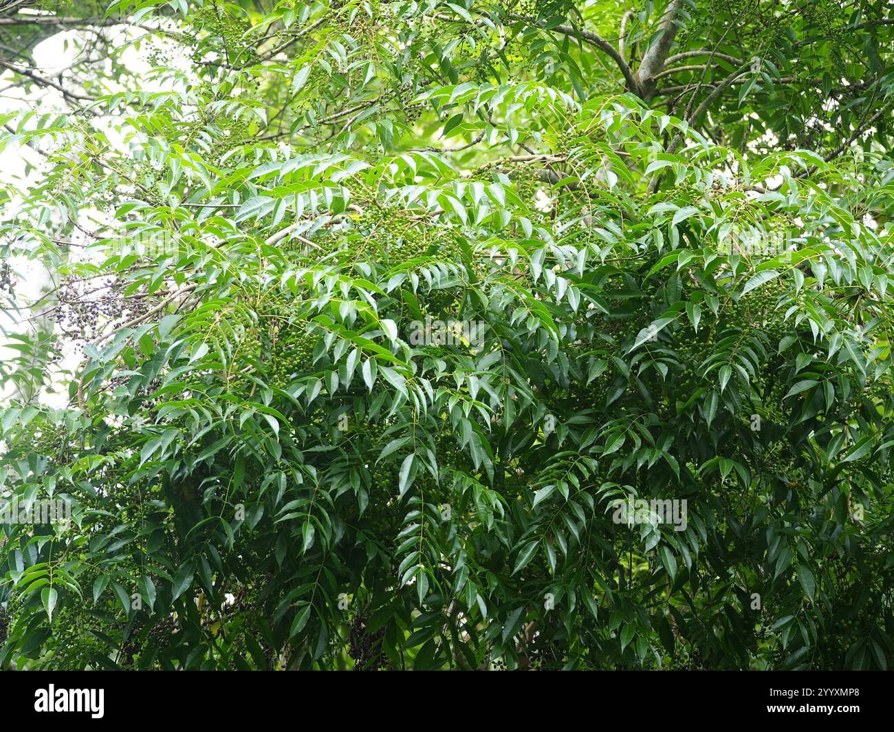 Japanese wax tree (Toxicodendron succedaneum Stock Photo - Alamy