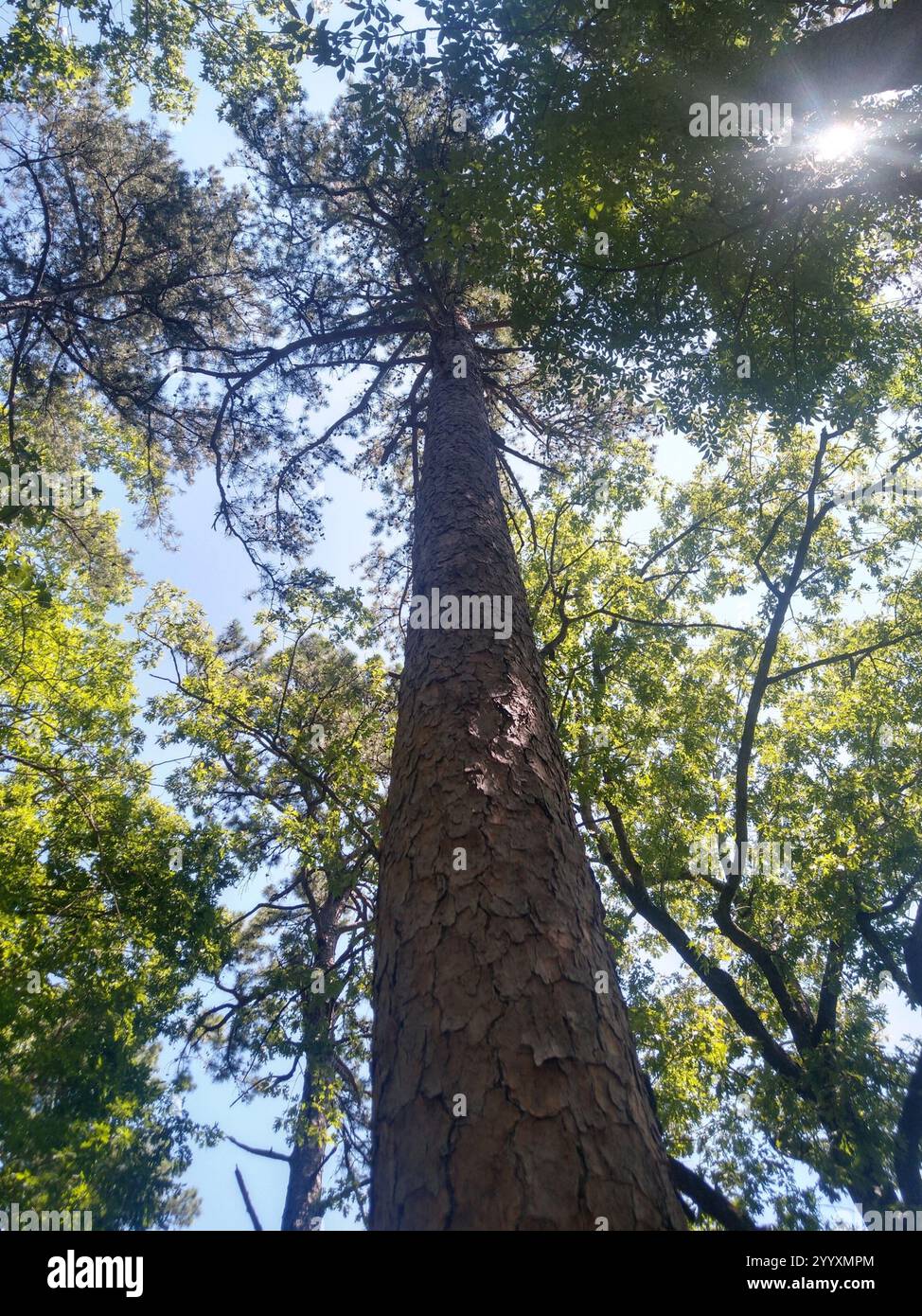 shortleaf pine (Pinus echinata Stock Photo - Alamy