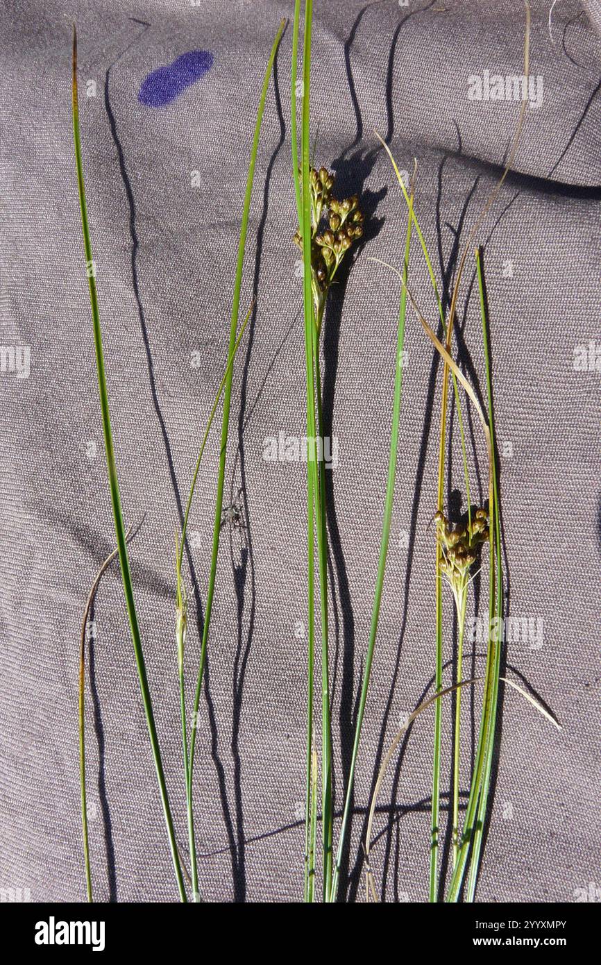 Flattened Rush (Juncus compressus Stock Photo - Alamy