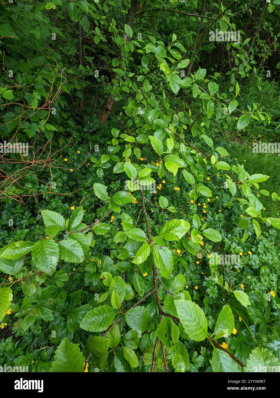 Red Alder (Alnus rubra Stock Photo - Alamy