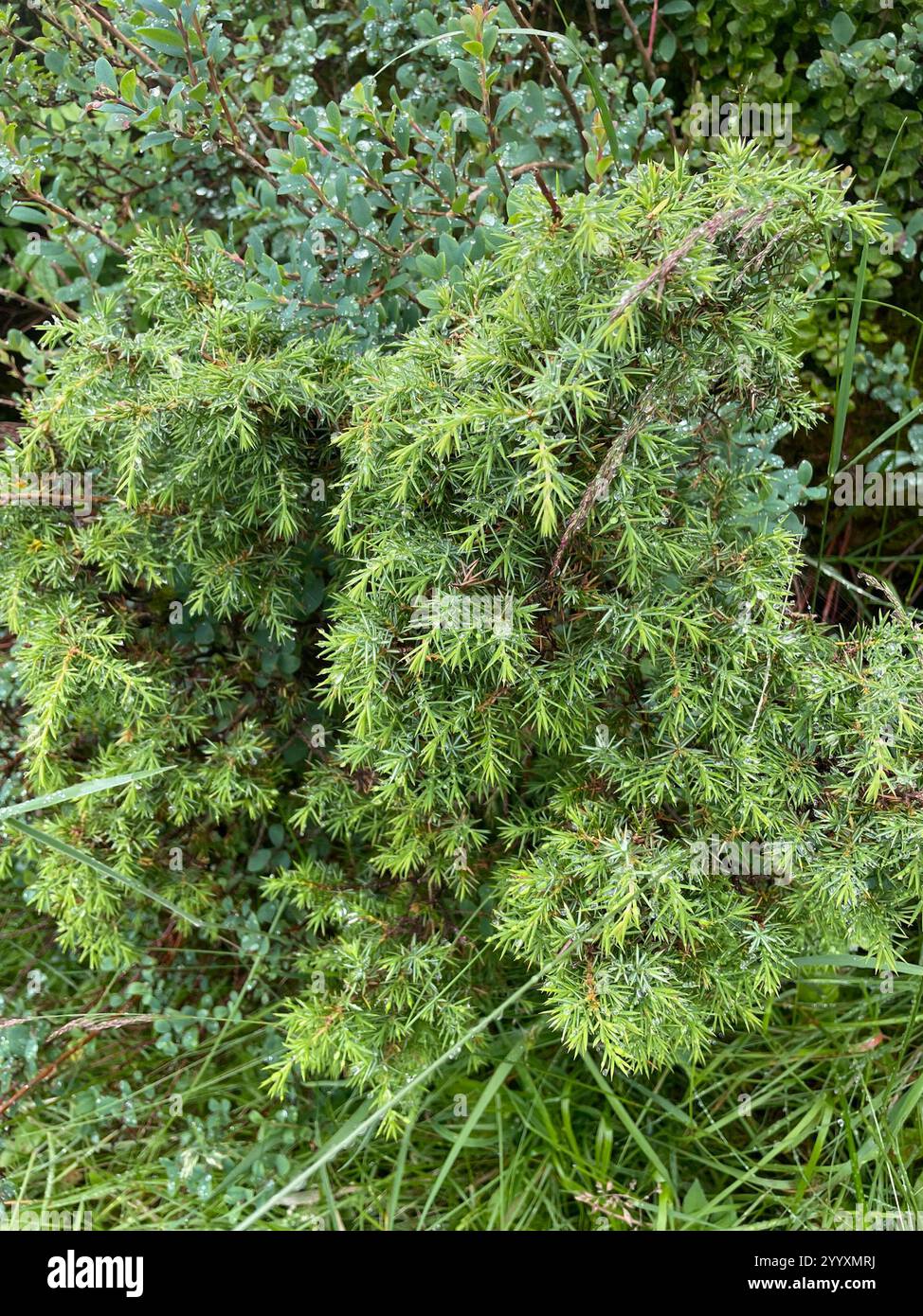 common juniper (Juniperus communis Stock Photo - Alamy