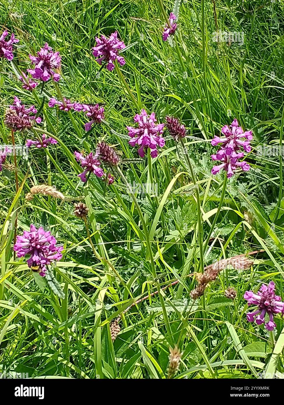 common hedge-nettle (Betonica officinalis Stock Photo - Alamy