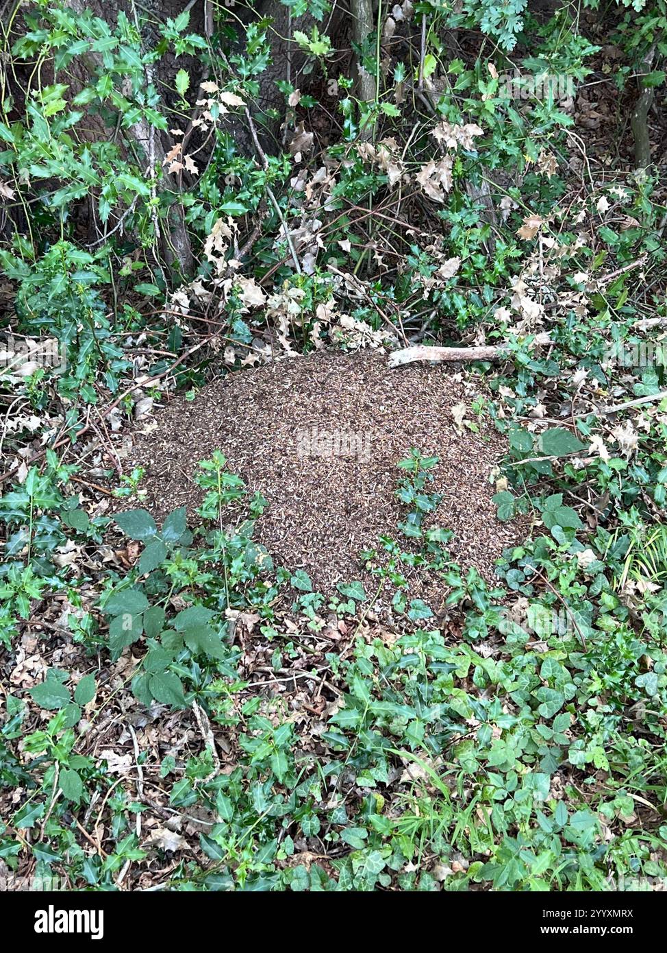 Wood, Mound, and Field Ants (Formica Stock Photo - Alamy