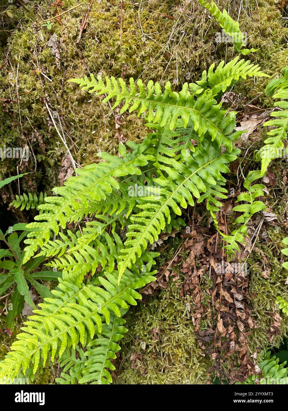common polypody (Polypodium vulgare Stock Photo - Alamy