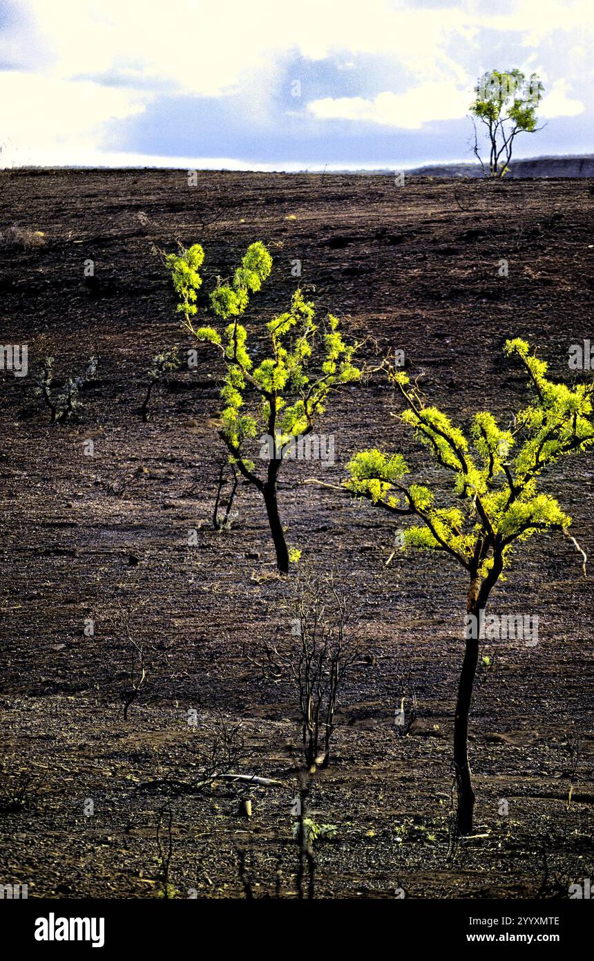 Young trees in burnt landscape, Pilbara, Northwest Australia Stock ...