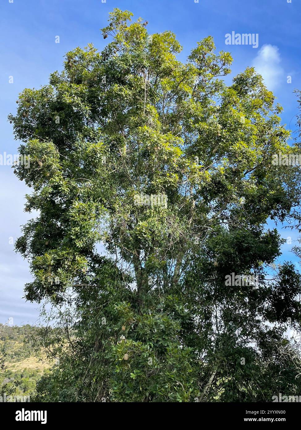 Flindersia hi-res stock photography and images - Alamy