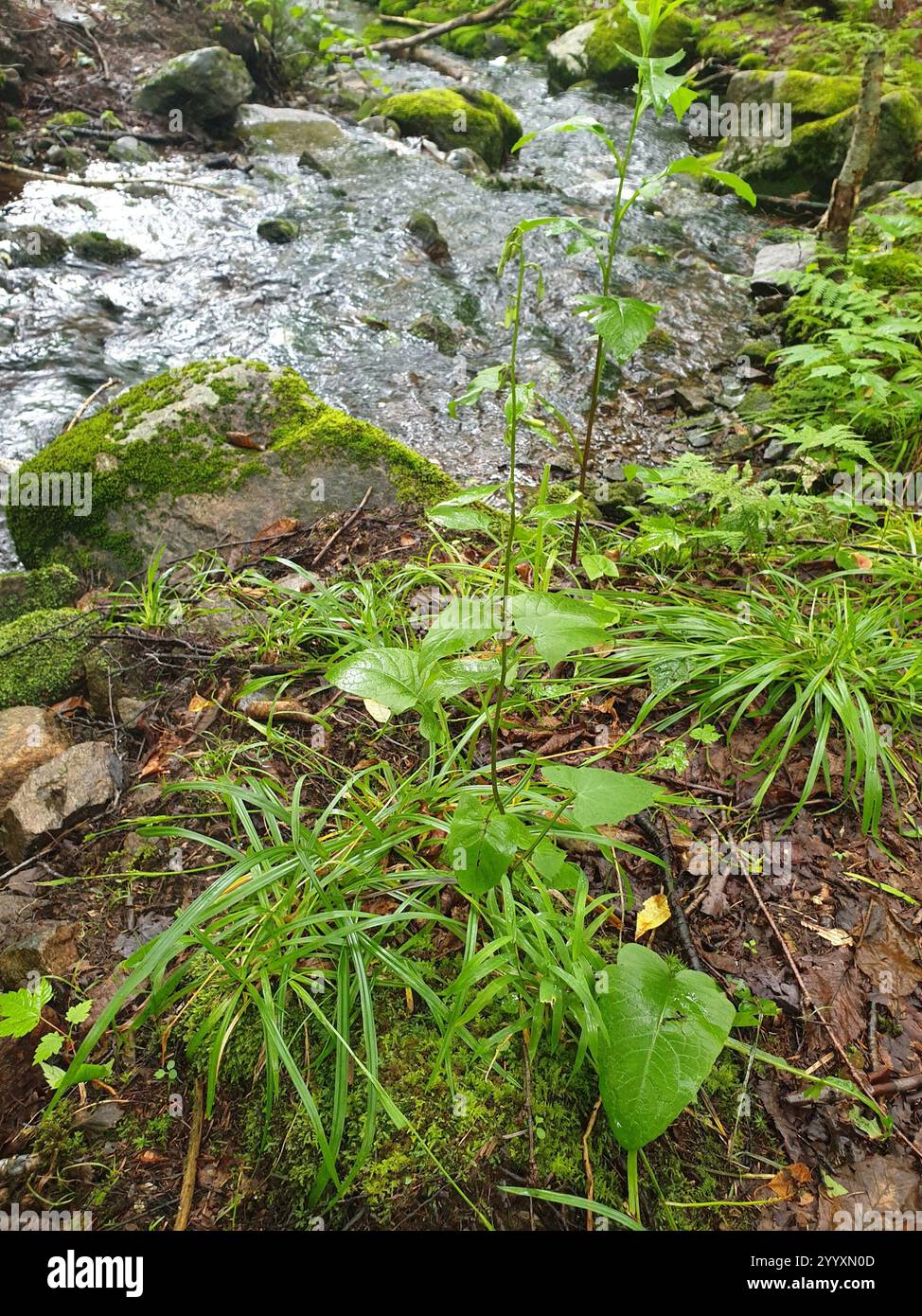 tall rattlesnake root (Nabalus altissimus Stock Photo - Alamy